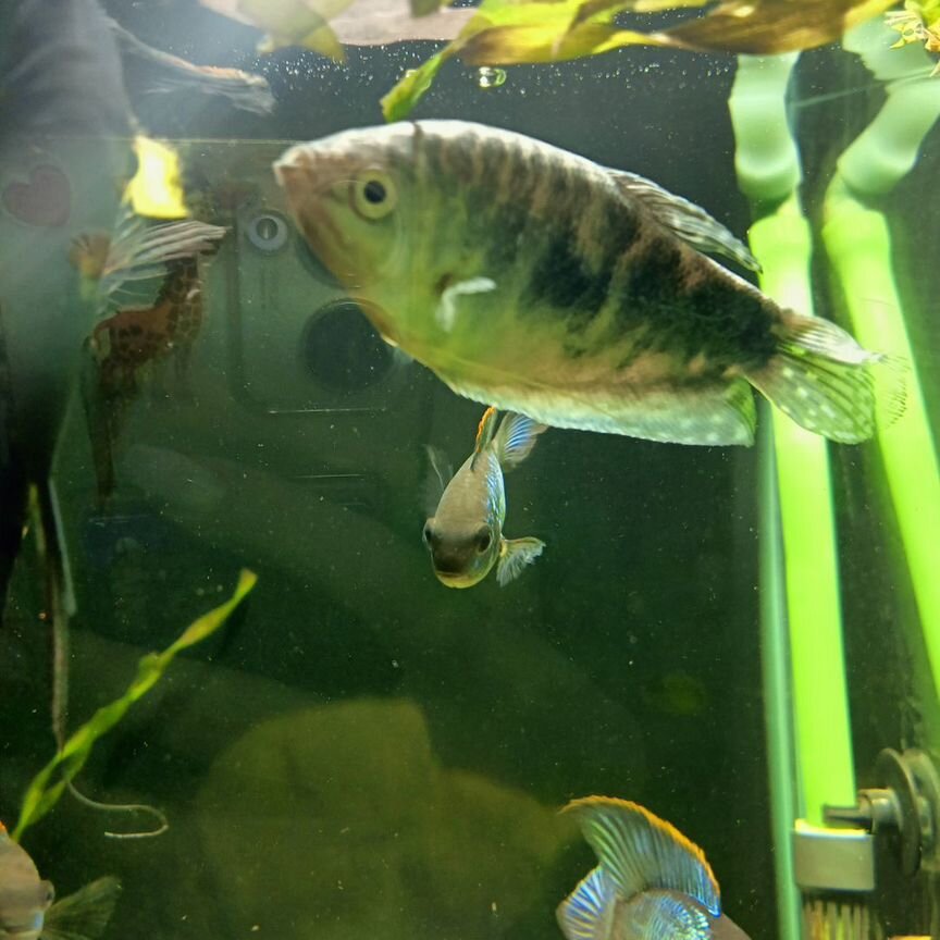 Гурами жемчужный