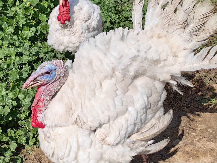 Инюки белые широкогрудые