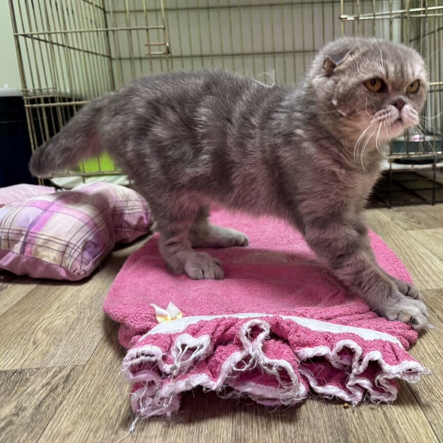 Британская короткошёрстная, взрослая кошка