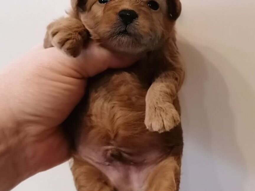 Супер яркие мальчики Мальтипу ф2