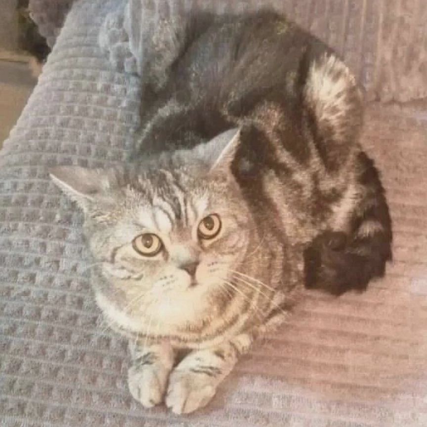 Котик Марио, 2г, кастрирован, лоток 5 