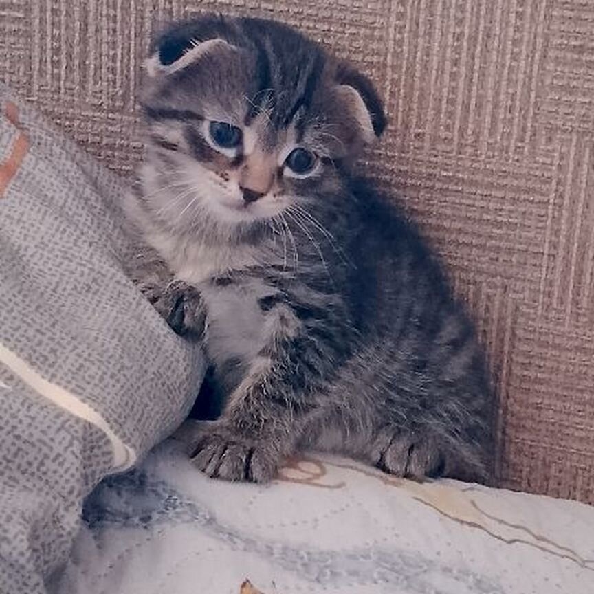 Шотландский вислоухий короткошёрстный котёнок