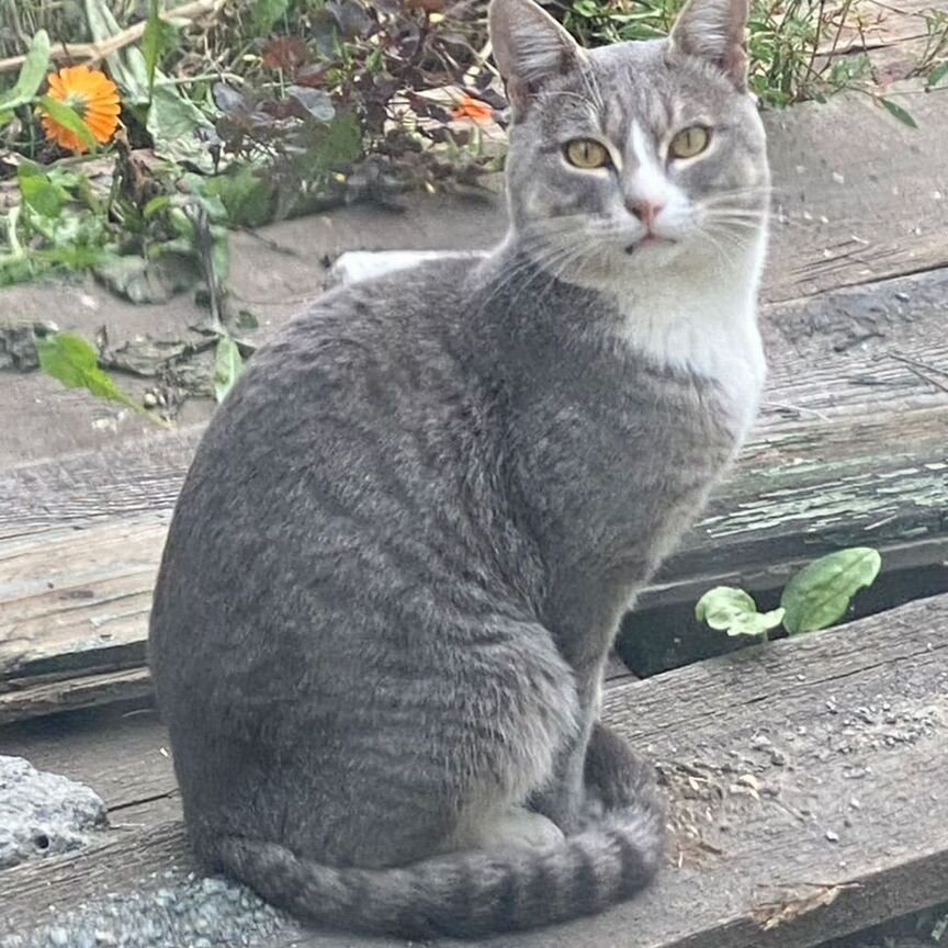 Коты в добрые руки