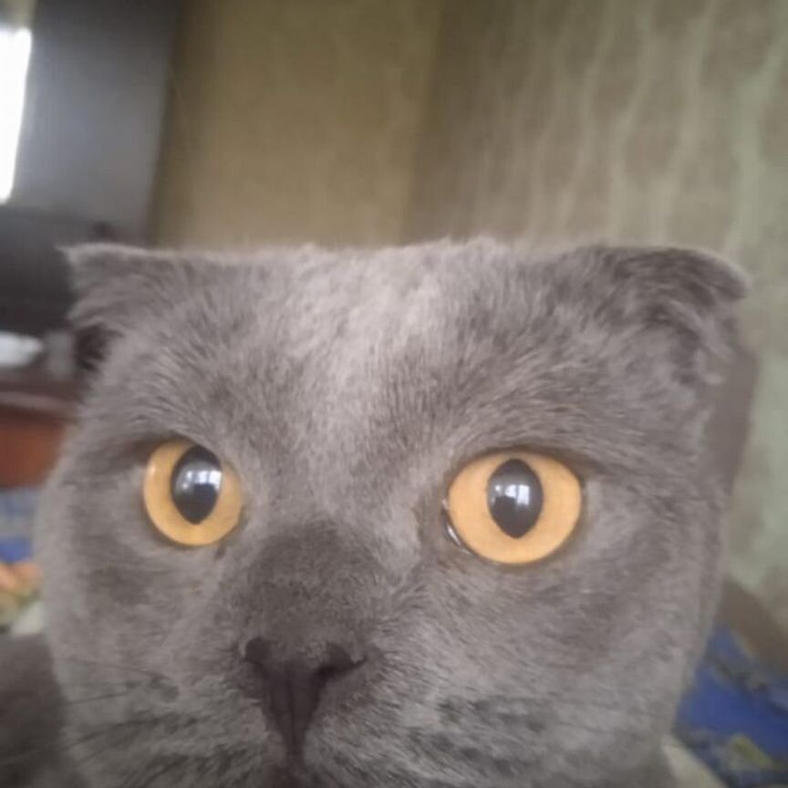 Продается коткличка Малышк лотку приучен