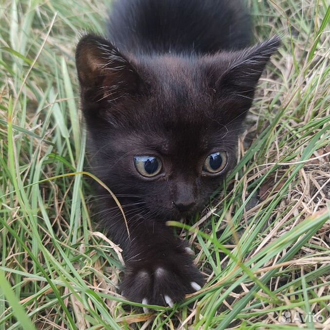 Добрый котёнок-мальчик ищет любящую семью