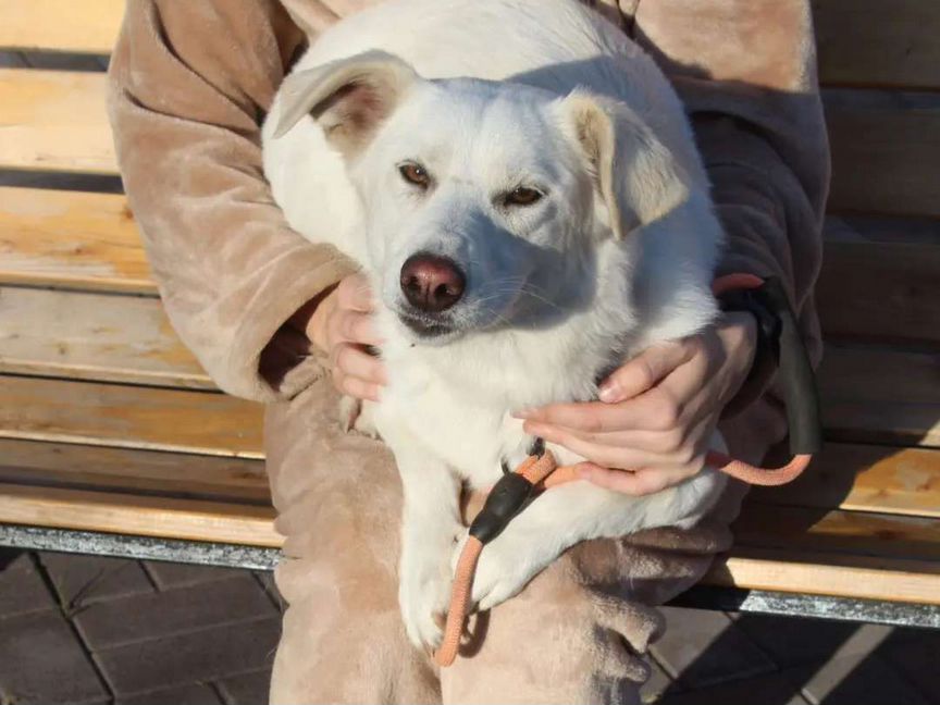 Собака Снежа в добрые руки