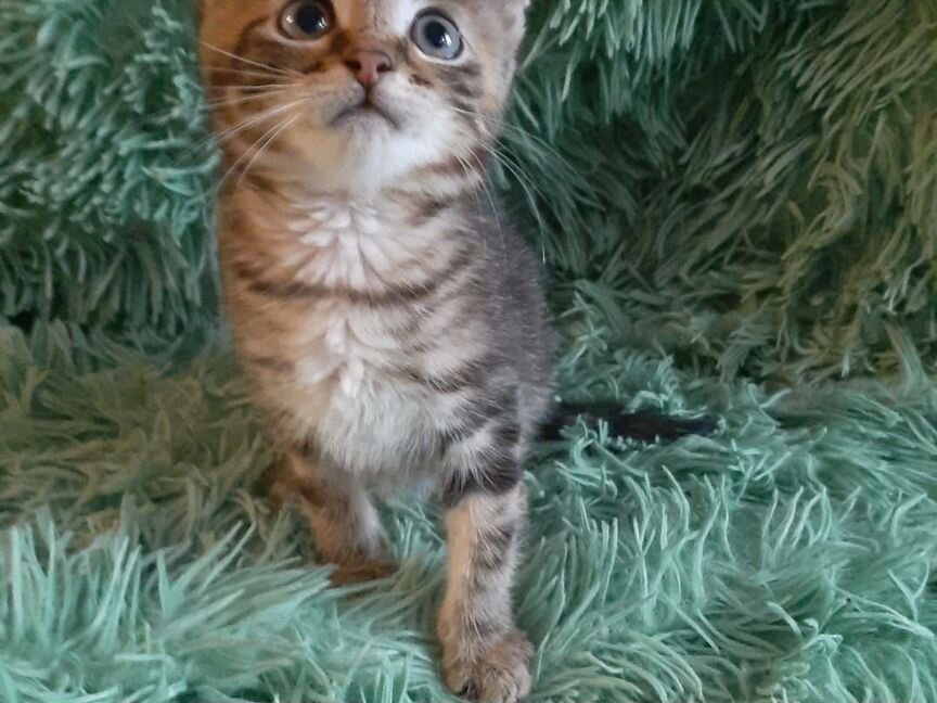 Красавчик в тигровой шубке