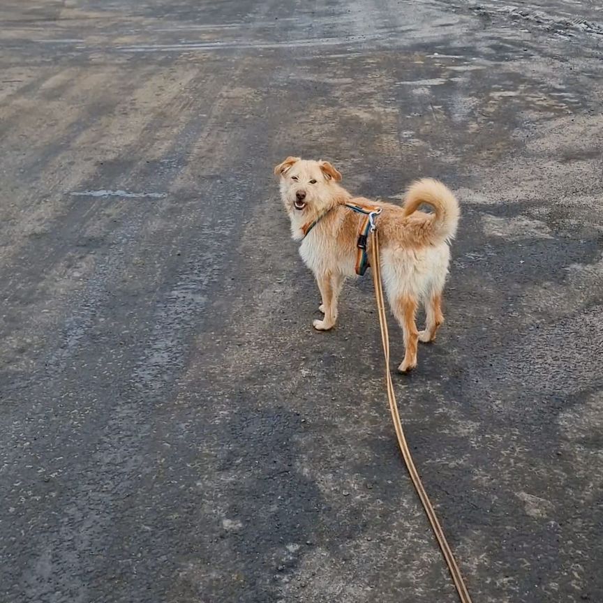 Собака в добрые руки