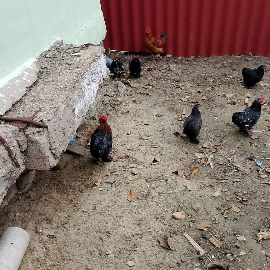 Курочки декоративные петушки