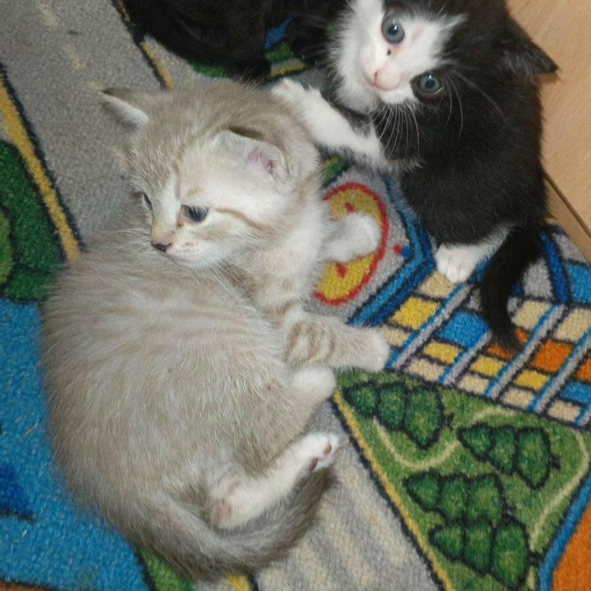 Котёнок в добрые руки