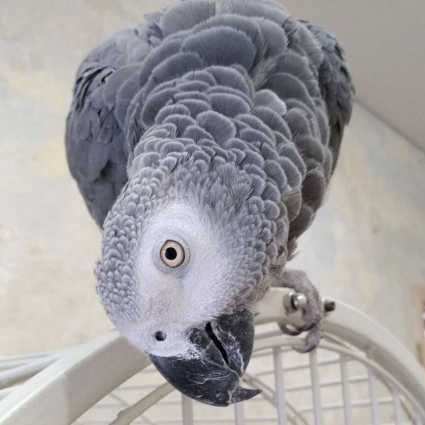 Большой попугай