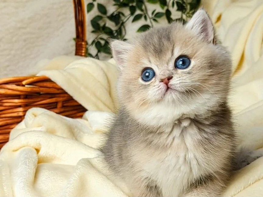 Британские котята голубое золото
