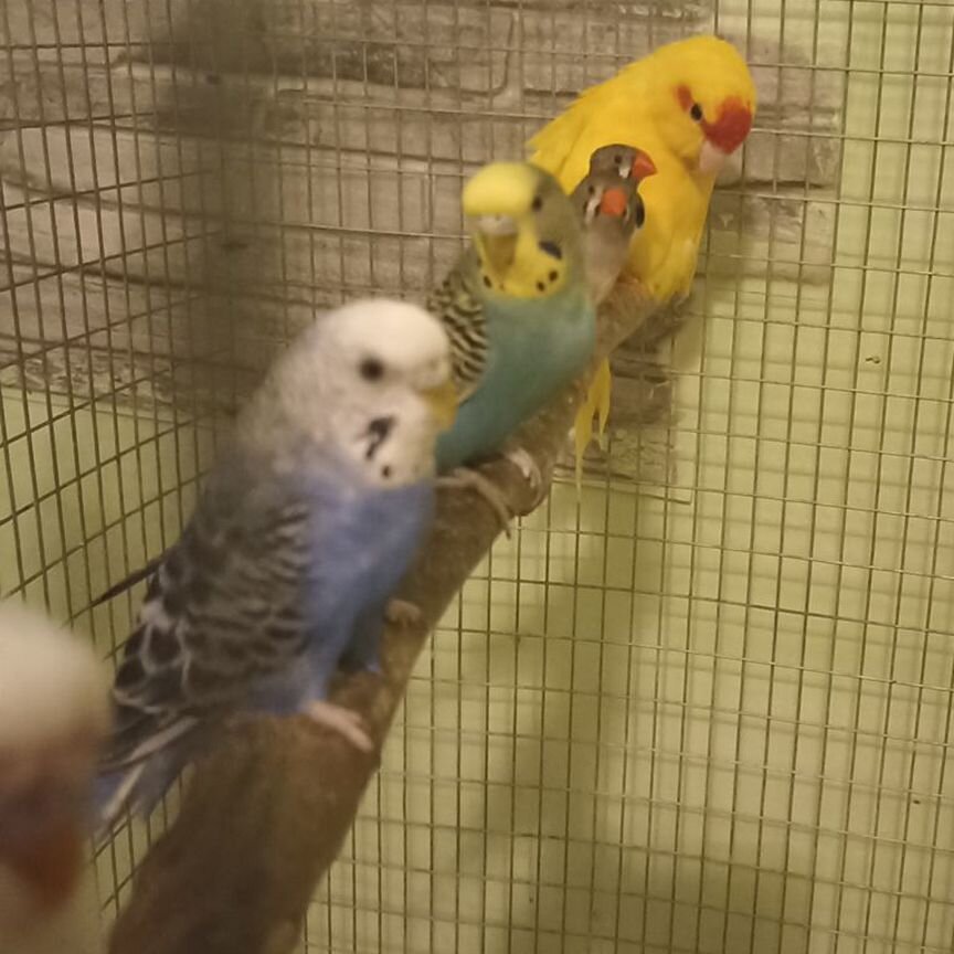 Продам попугаев