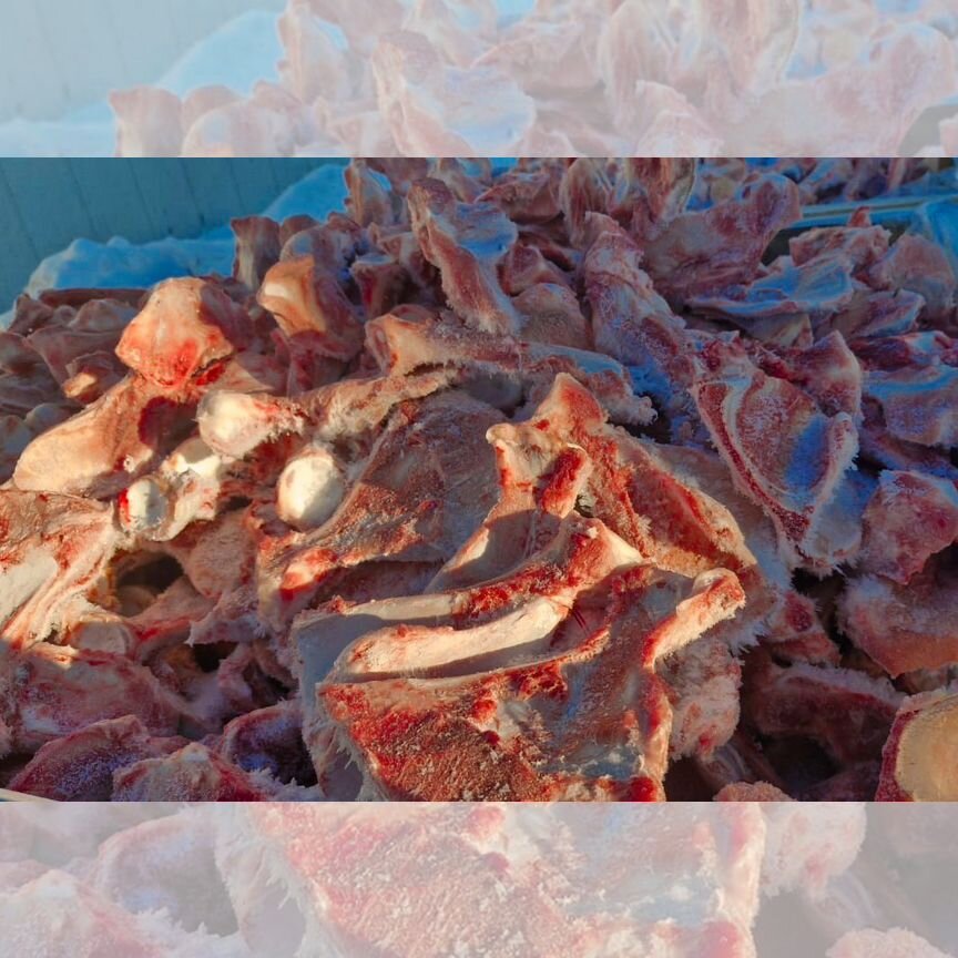 Кость свиная свежая на корм