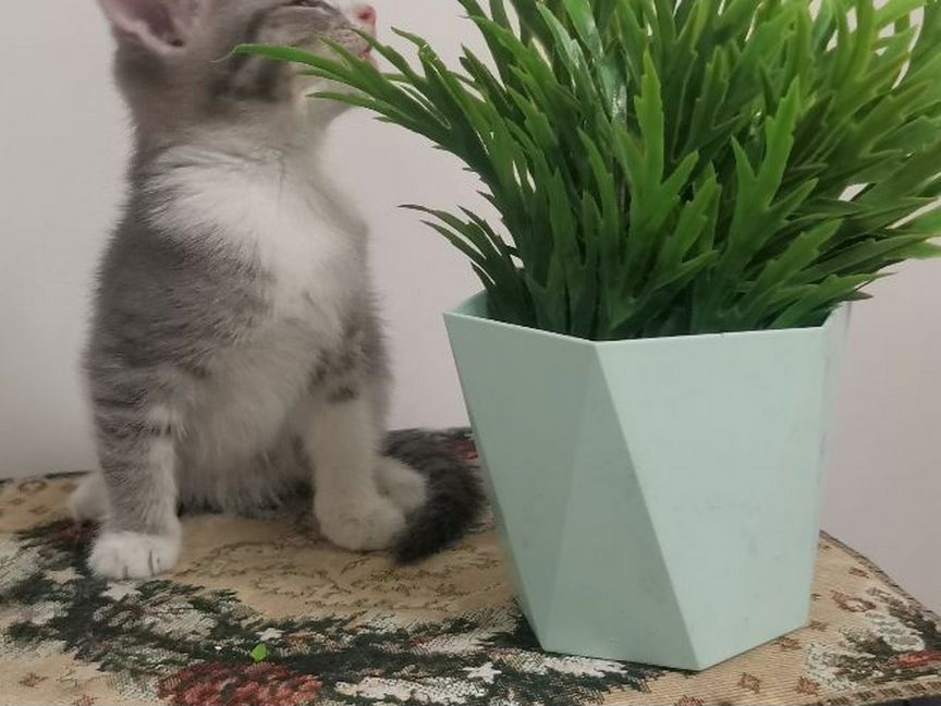 Котята в добрые руки приучены к лотку