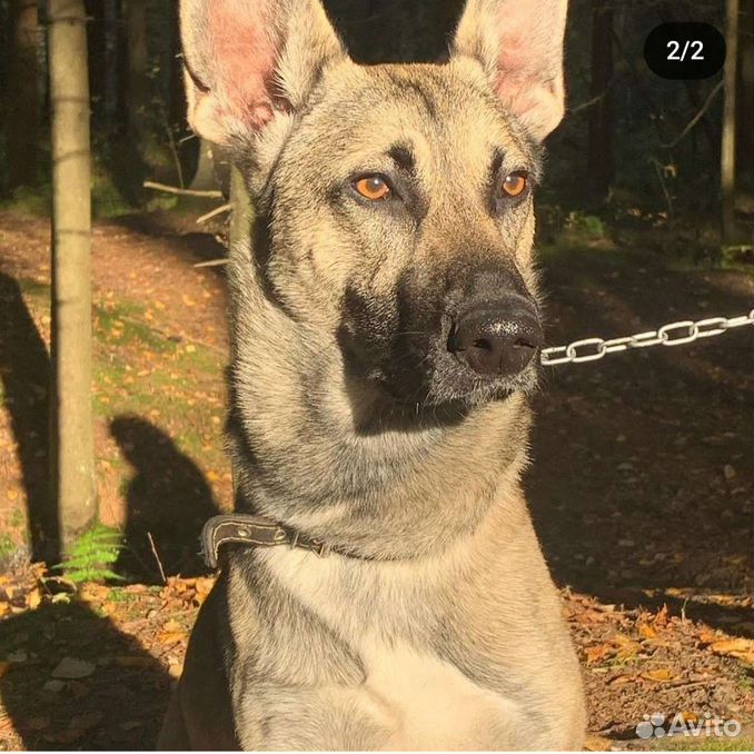 Собака, 2 года. Помесь с малинуа