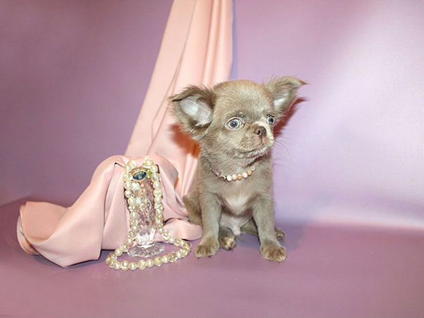 Очарование в лиловом окрасе