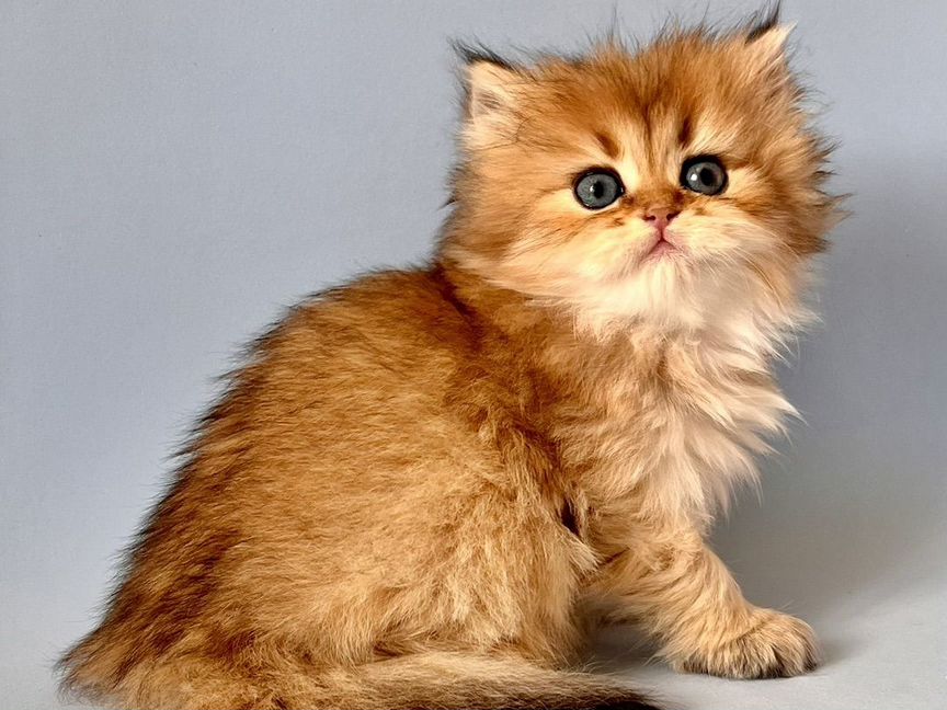 Девочка BRI NY11 longhair