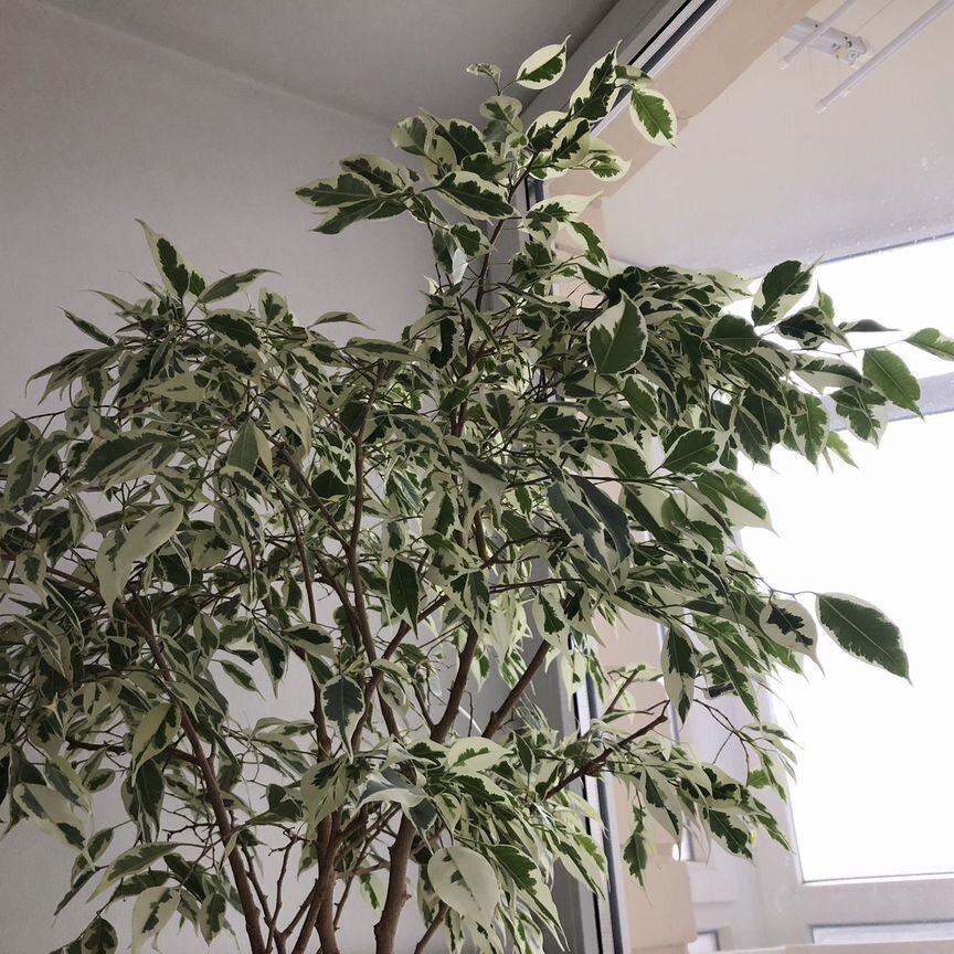 Фикус бенджамина