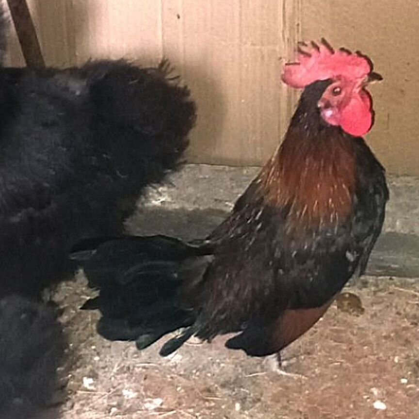 Петух бентамка