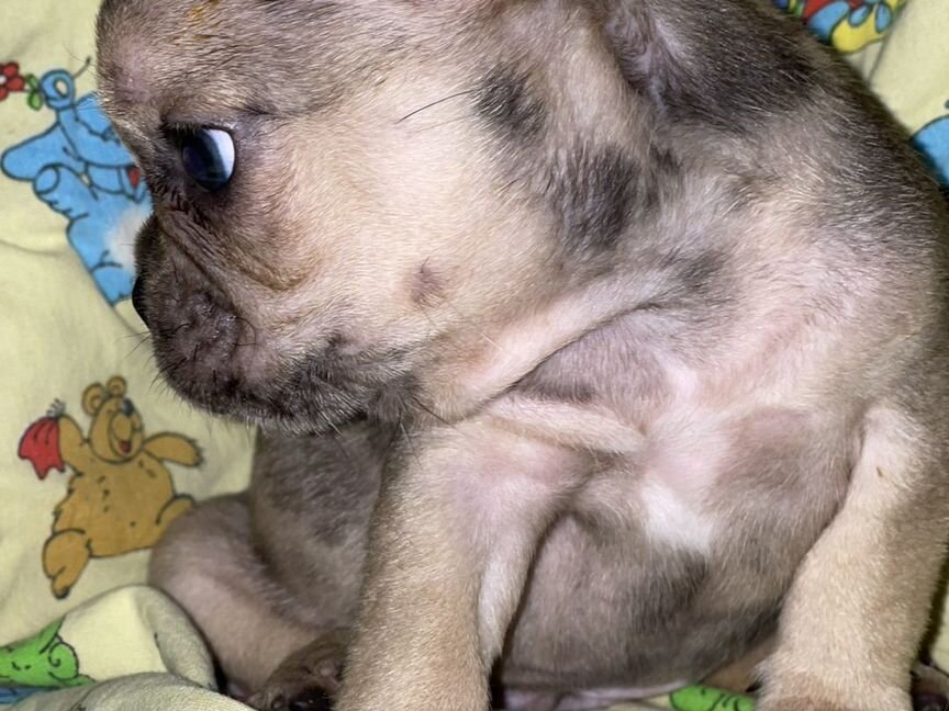 Французский бульдог