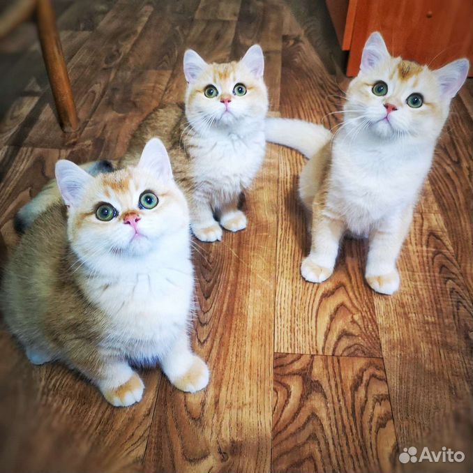 Породистые британские котята золотая шиншилла