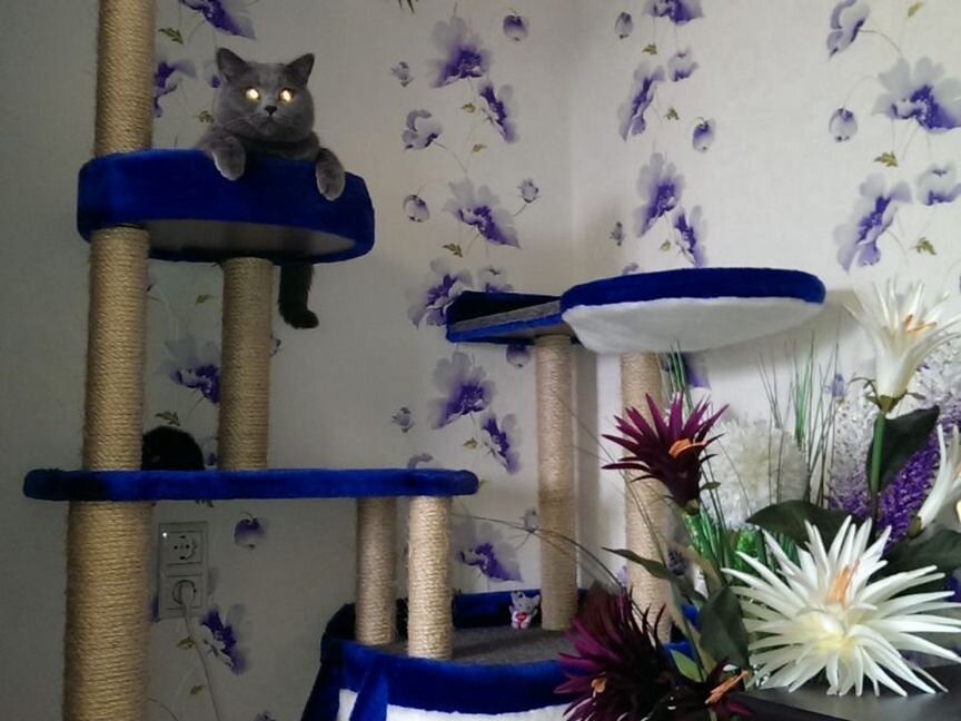 Котодом