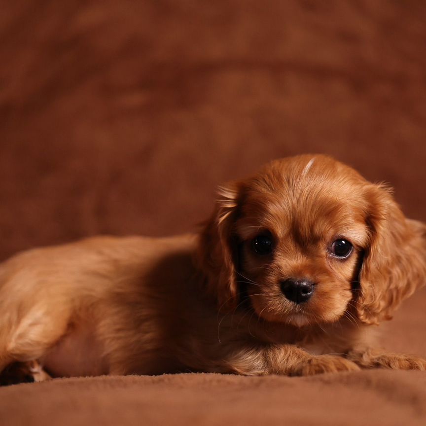 Кавалер кинг-чарльз-спаниель, щенок