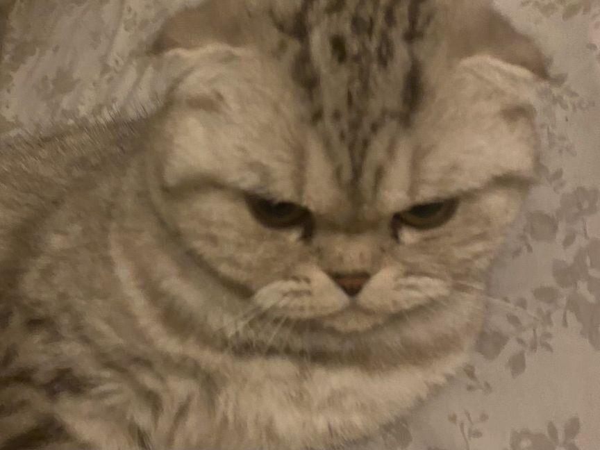Кошка вислоухие