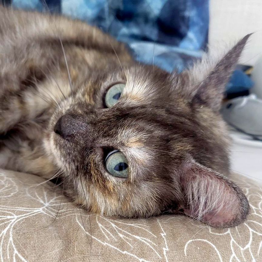 Нежная и ласковая Полли кошка в дар