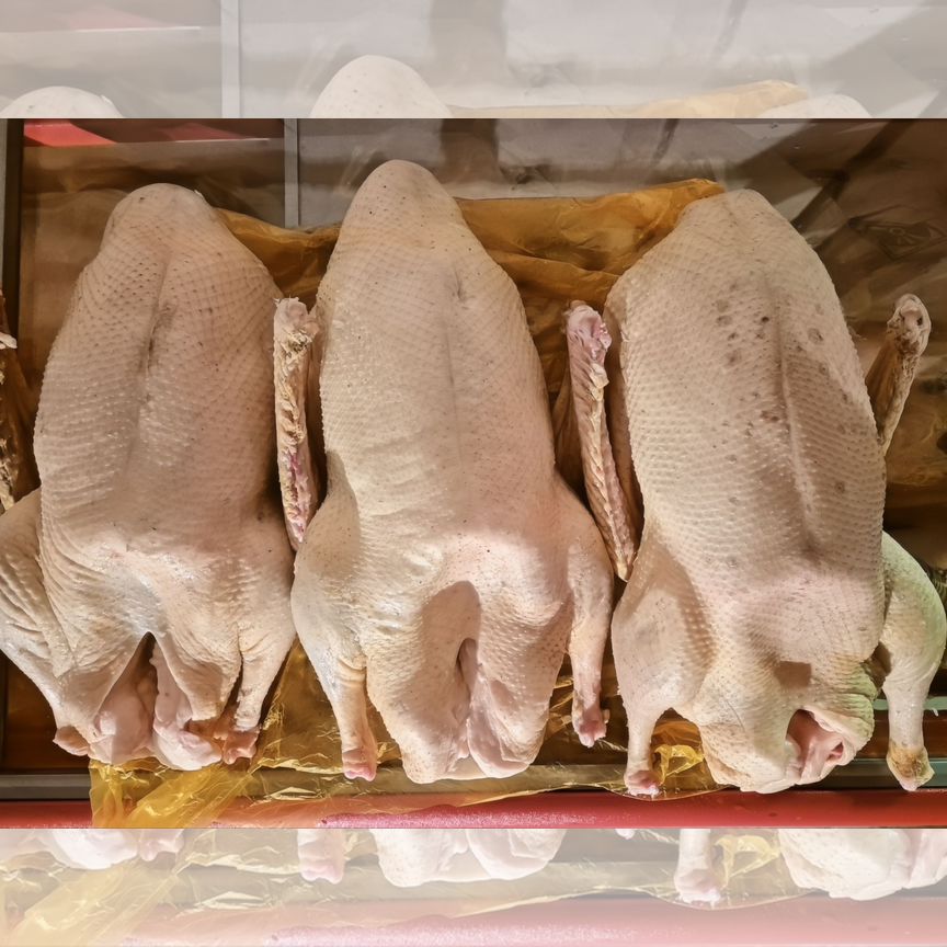 Мясо домашнего гуся