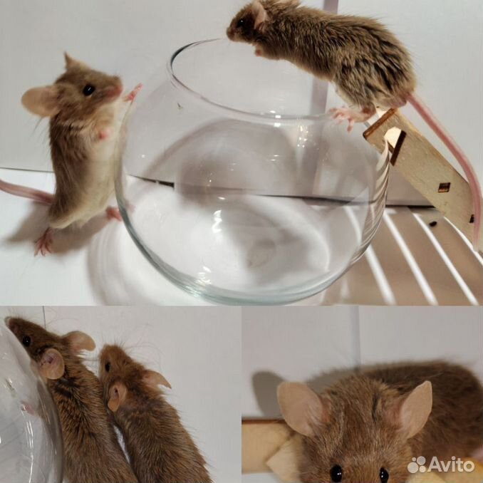 Мышь декорашки, остались мальчики