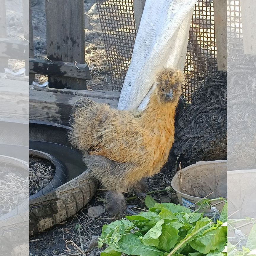 Китайские шелковые куры