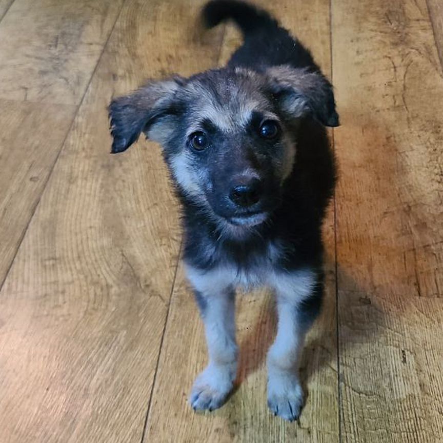 Последний щенок восточно европейской овчарки