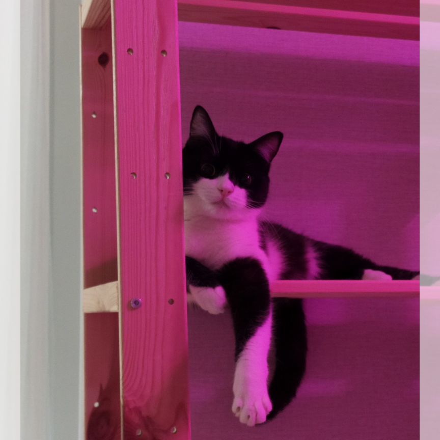 Взрослая, кошка в добрые руки