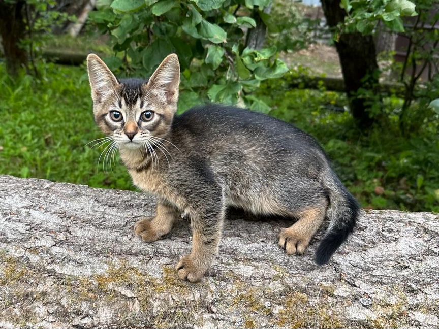 Котята девочки