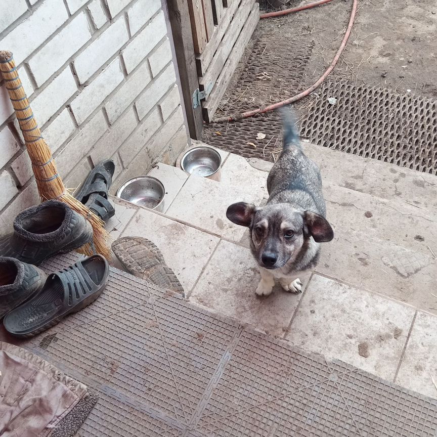 Собака в добрые руки