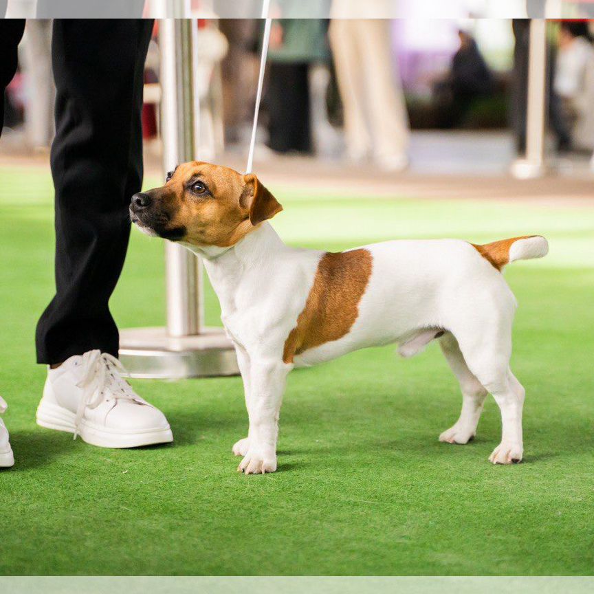 Джек рассел терьер кобель для вязки