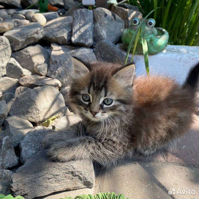 Котенок расцветки Ягуар