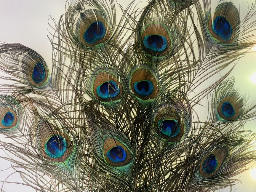 Перо павлина