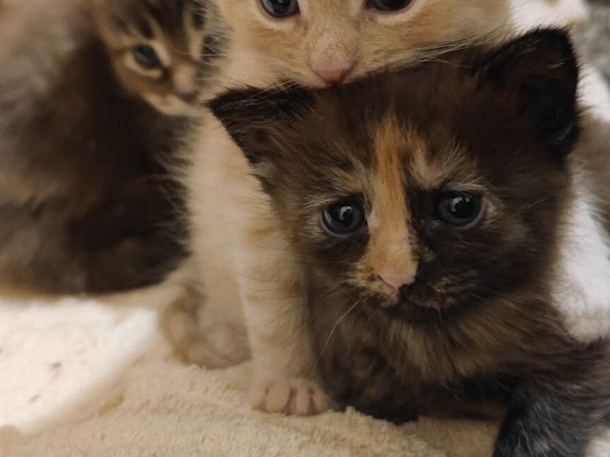 Котята мейн-кун