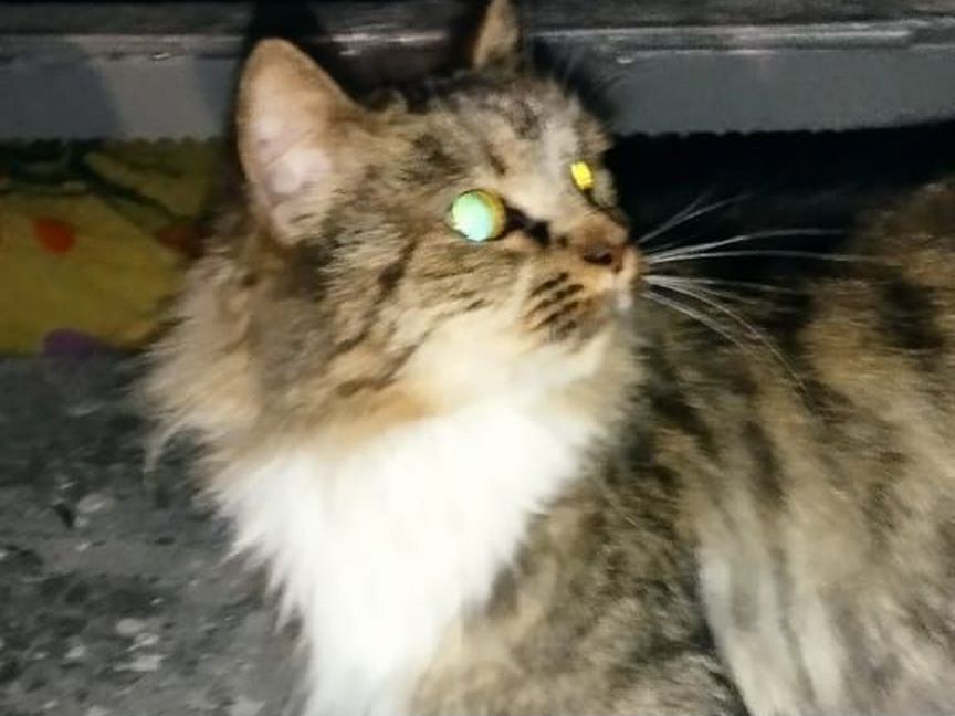 Котейка Сибирских кровей