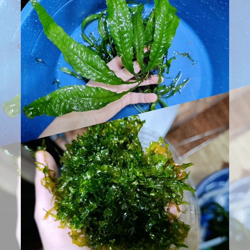 Прополка аквариумные растения