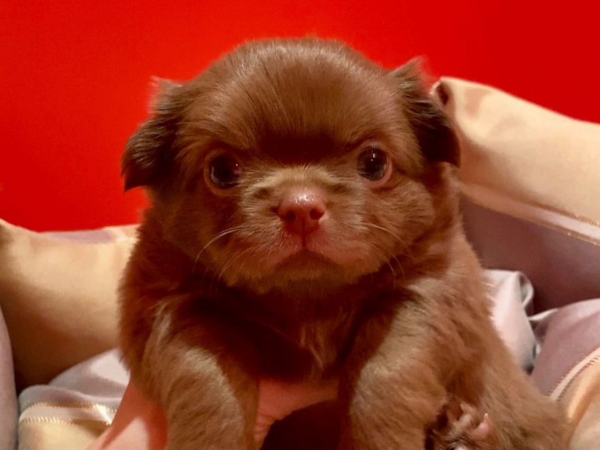Чихуахуа шоколадный