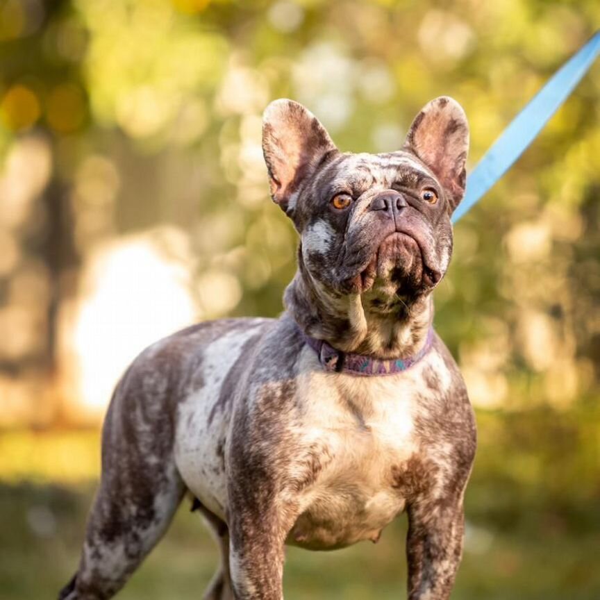 Французский бульдог девочка