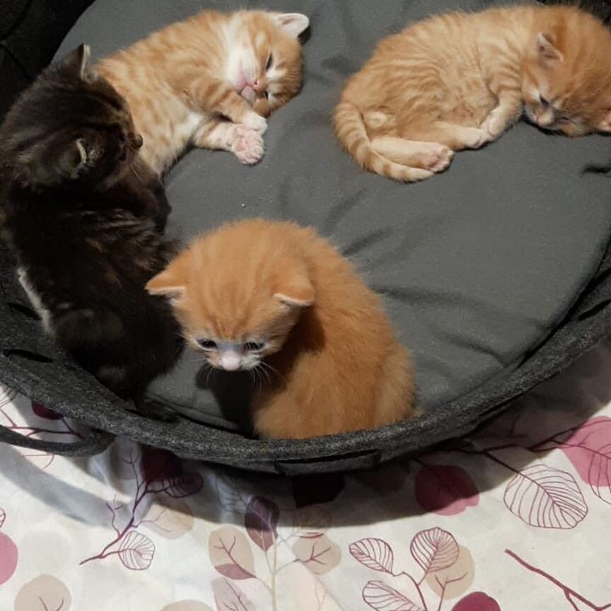 Котята в добрые руки
