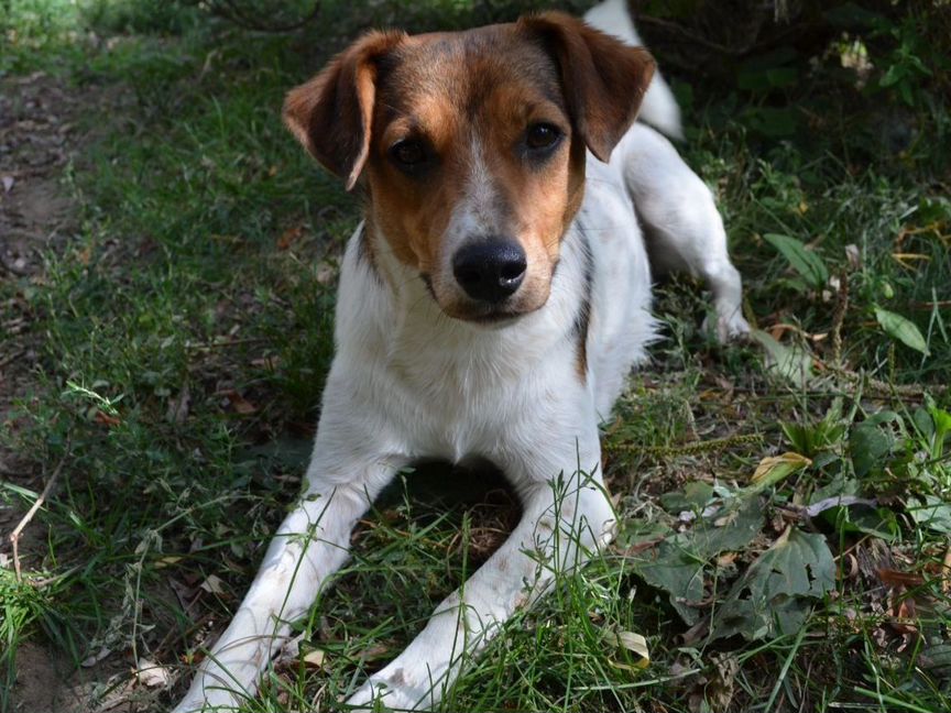 Ханна ищет дом