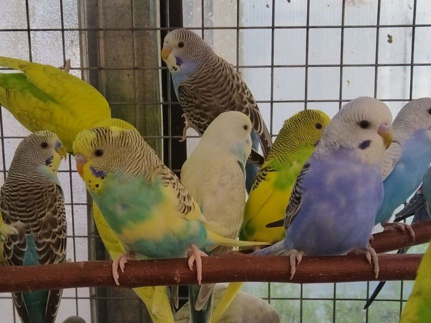 Волнистый попугай птенчики от 2мес