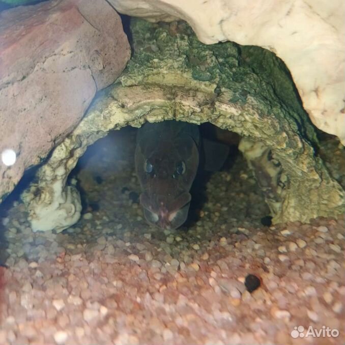 Мастоцембел Арматус 50см