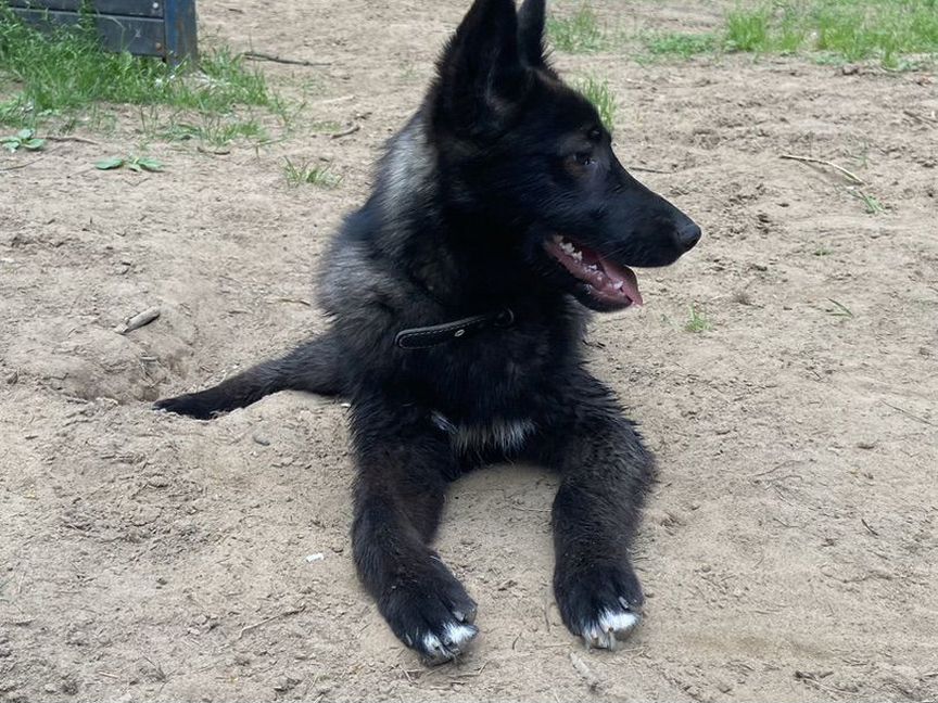 Щенок в добрые руки